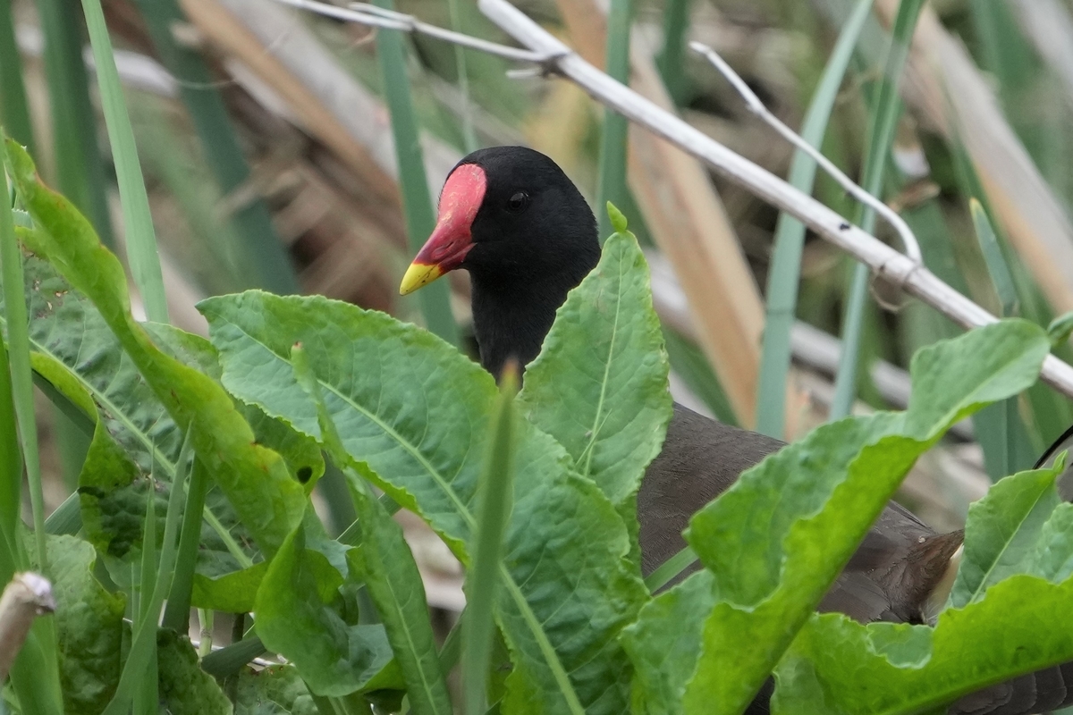 2022年4月 柏尾川にて野鳥観察 - ikotamaの 主に野鳥観察記録