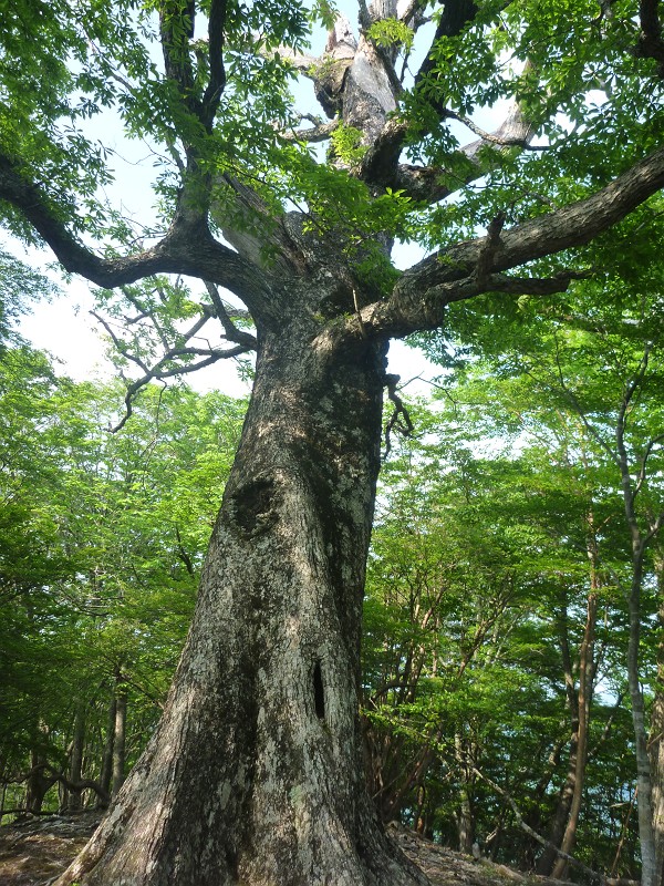 台高 野江俣谷 沢登り 迫力のゴルジュと癒しの森の谷 2011.06.04 - 晴山雨読記 Vol2