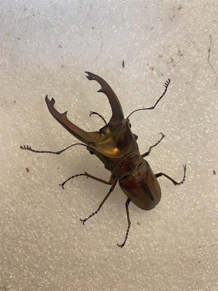 5月度フィリピン便 - カブトムシ道場