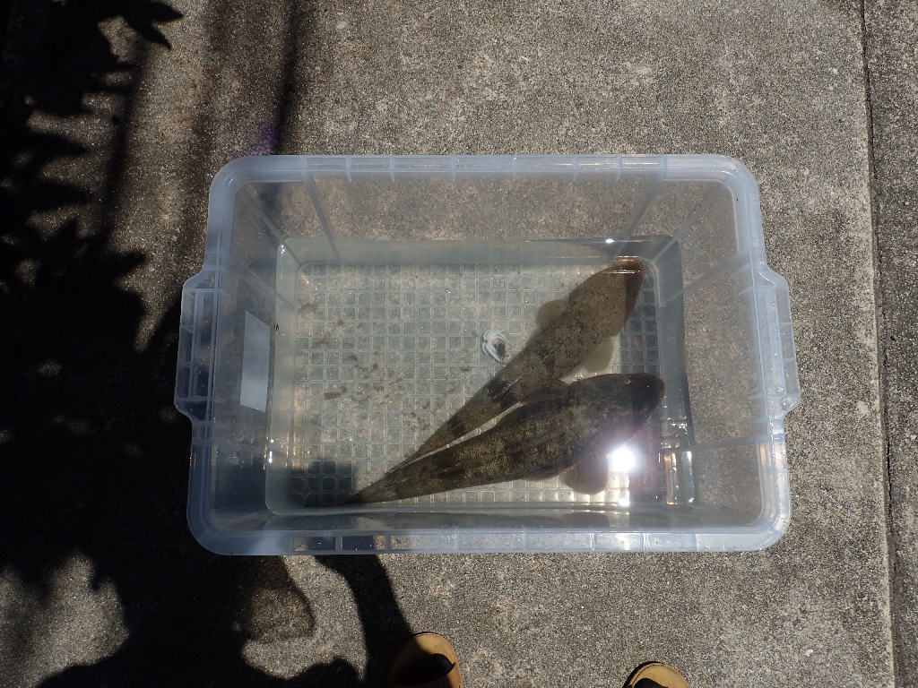 2023年6月 灘浦海岸マゴチ爆釣 - いも工房