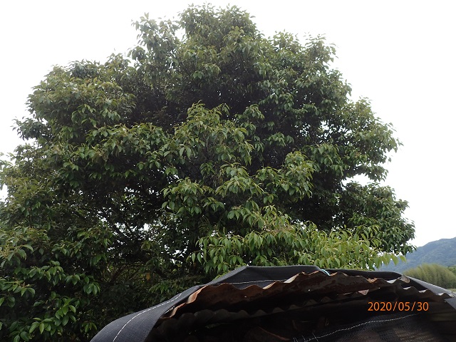 椎の木が満開 今年も出来そう Shii tree is in full bloom - いなかを楽しむ生活2 The Life ...