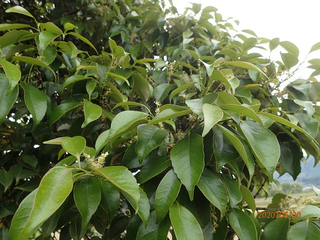 椎の木が満開 今年も出来そう Shii tree is in full bloom - いなかを楽しむ生活2 The Life ...