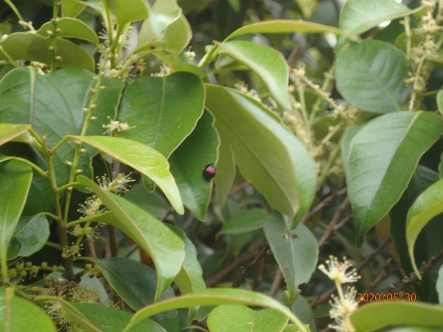 椎の木が満開 今年も出来そう Shii tree is in full bloom - いなかを楽しむ生活2 The Life ...