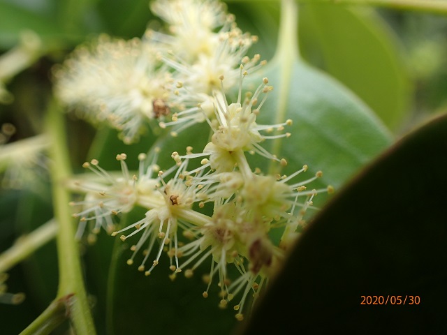 椎の木が満開 今年も出来そう Shii tree is in full bloom - いなかを楽しむ生活2 The Life ...