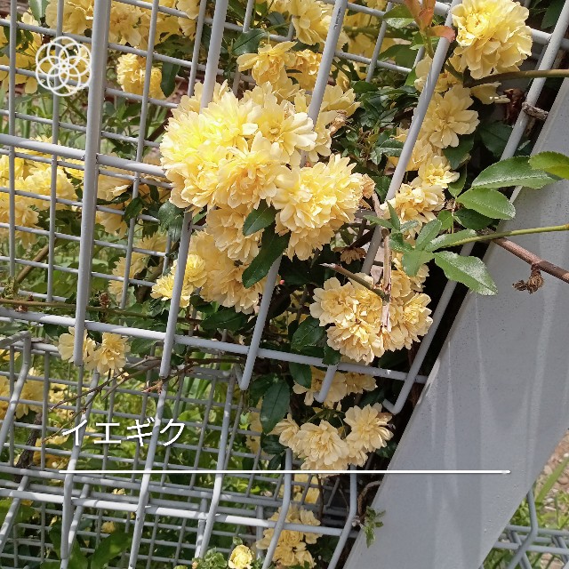 - 愛ね、暗いね。