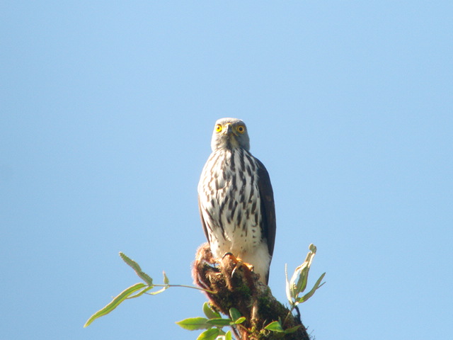 セレベスオオタカSulawesi Goshawk （スラウェシの鳥その7） - 鳥さん天国 -Chronicles of bird paradise-
