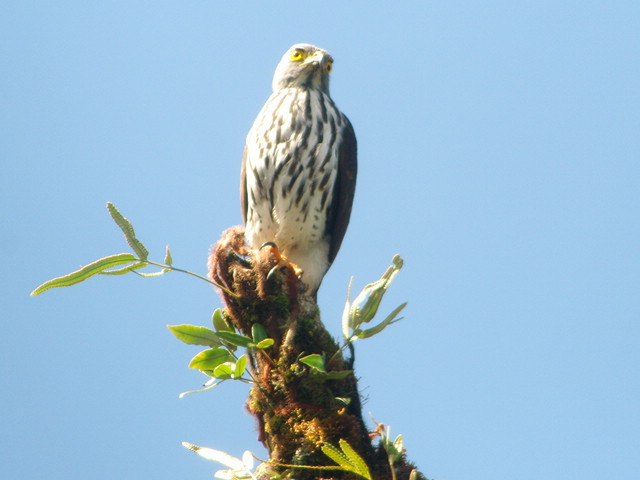 セレベスオオタカSulawesi Goshawk （スラウェシの鳥その7） - 鳥さん天国 -Chronicles of bird paradise-