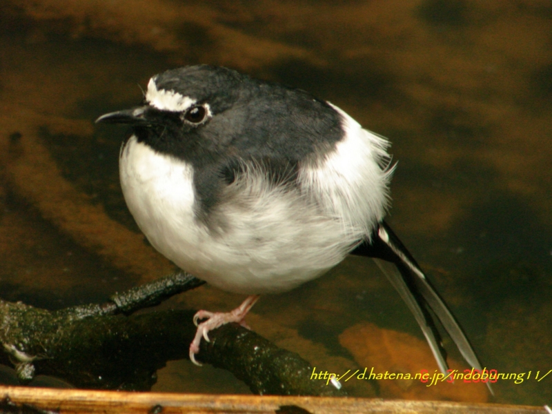 Sunda Forktail ヒメエンビシキチョウ （ジャワの鳥その34） - 鳥さん天国 -Chronicles of bird paradise-