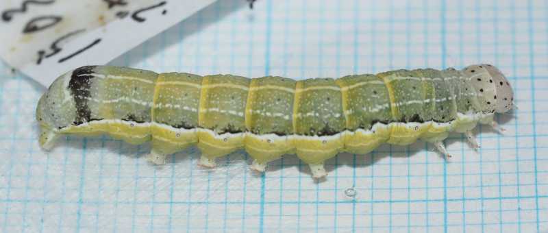 幼虫のバリエーション･････ブナキリガ - 旧｢いもむしうんちは雨の音｣置き場