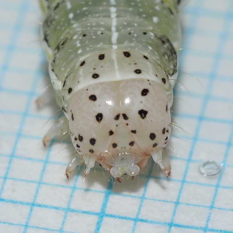 幼虫のバリエーション･････ブナキリガ - 旧｢いもむしうんちは雨の音｣置き場