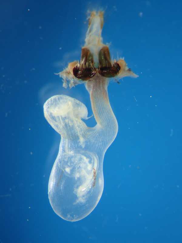幼虫のバリエーション･････ブナキリガ - 旧｢いもむしうんちは雨の音｣置き場