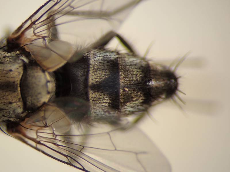 イケメンニクバエ････ゼニゴギンガクニクバエ - 旧｢いもむしうんちは雨の音｣置き場