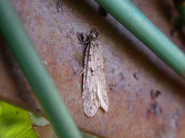 冬の蛾、春の蛾 - 旧｢いもむしうんちは雨の音｣置き場