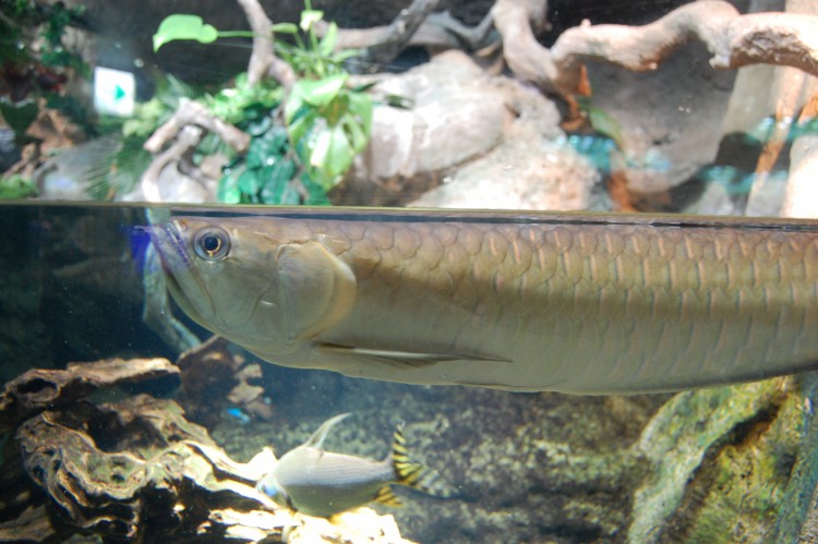 SteghideとStegseekを使ってみる - アロワナ飼いたい