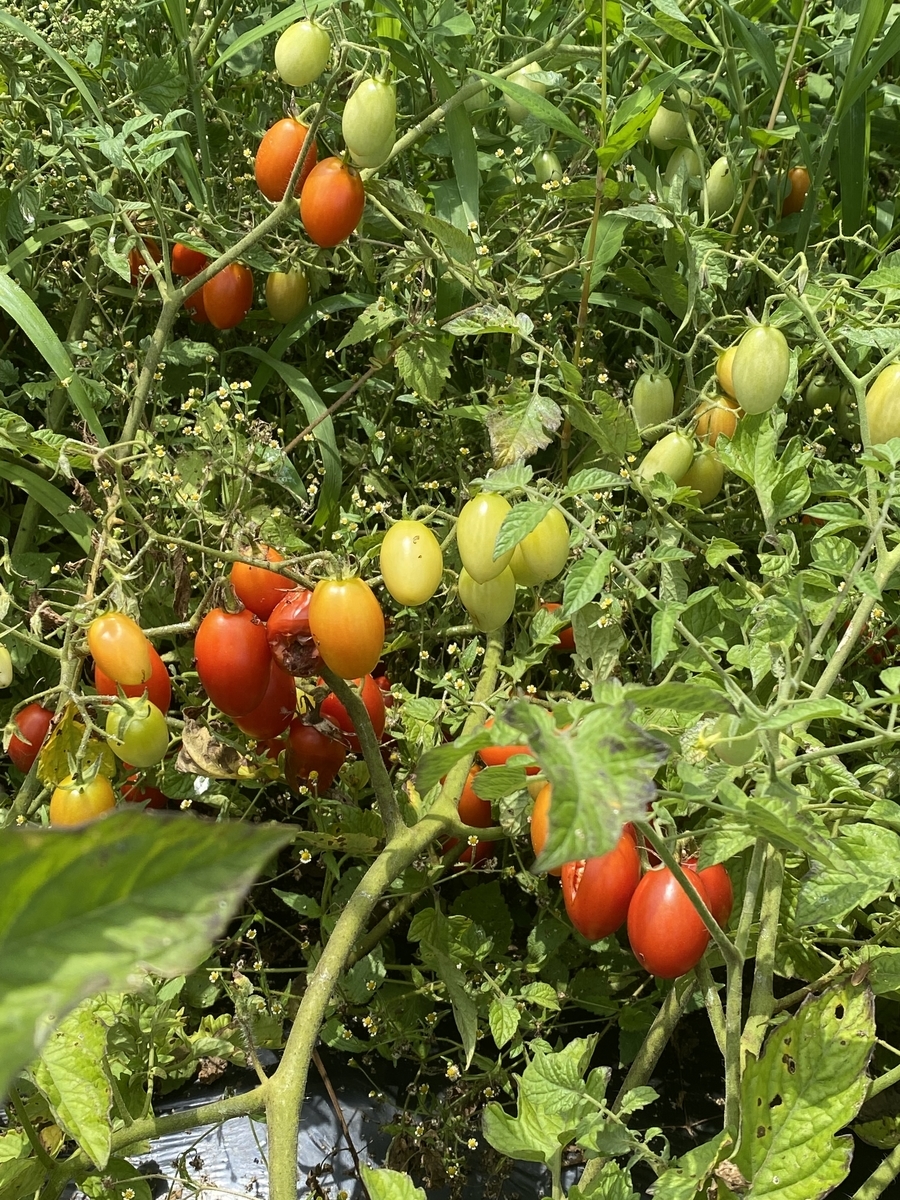 ただの私に戻っていく - 透明なひかり