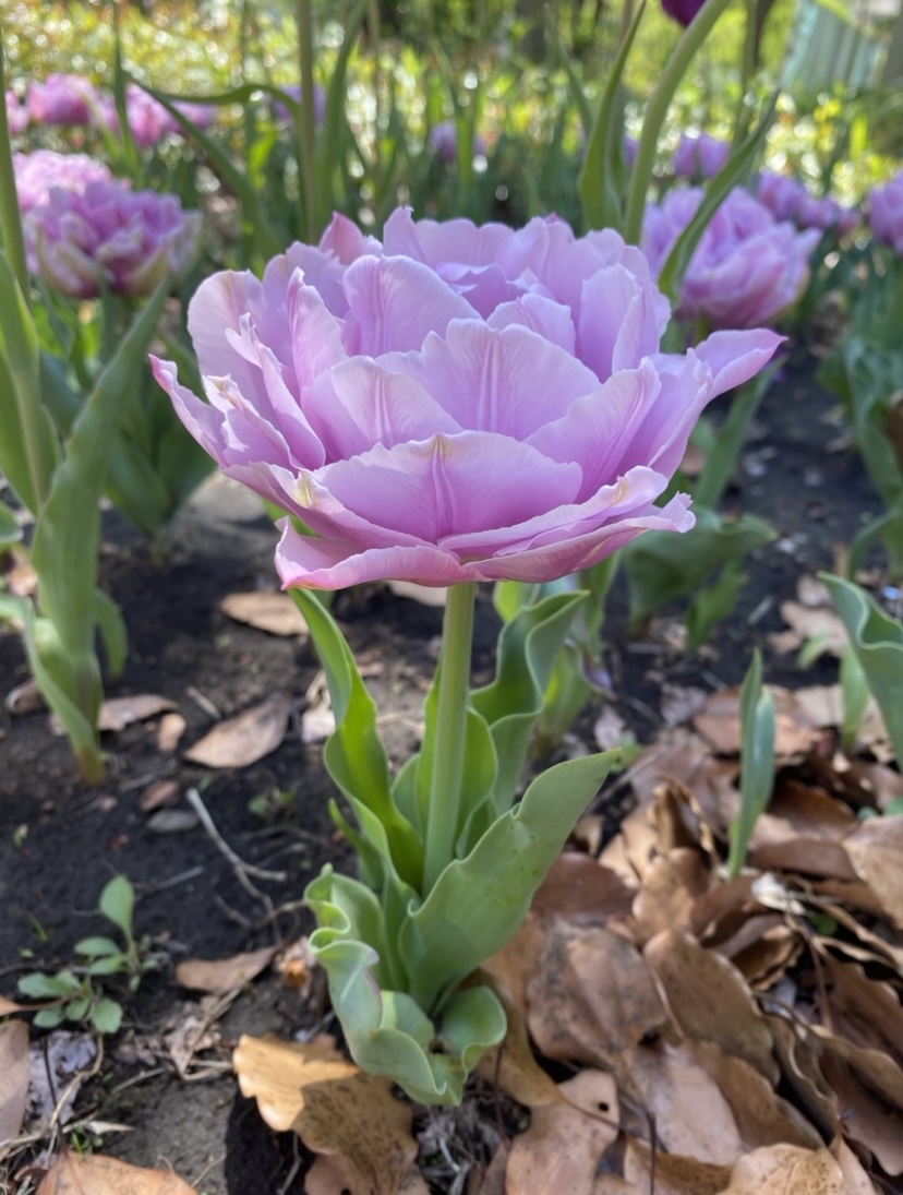 涙 - 透明なひかり