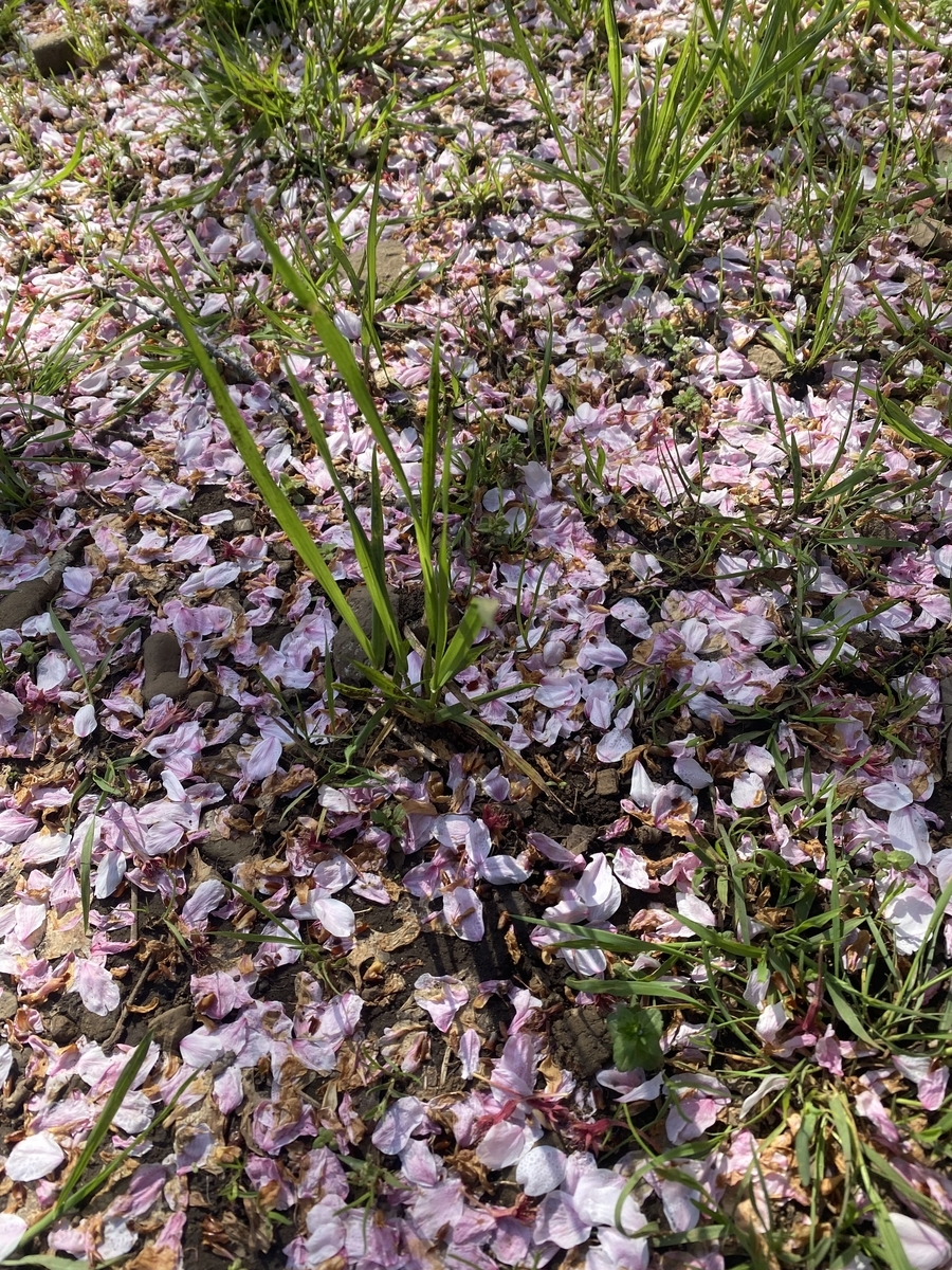 冥界の門 - 透明なひかり