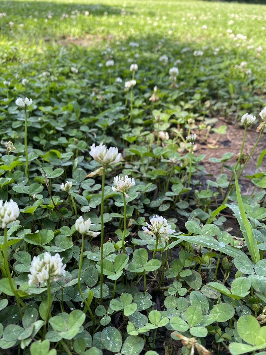 投げ込まれて見える景色 - 透明なひかり