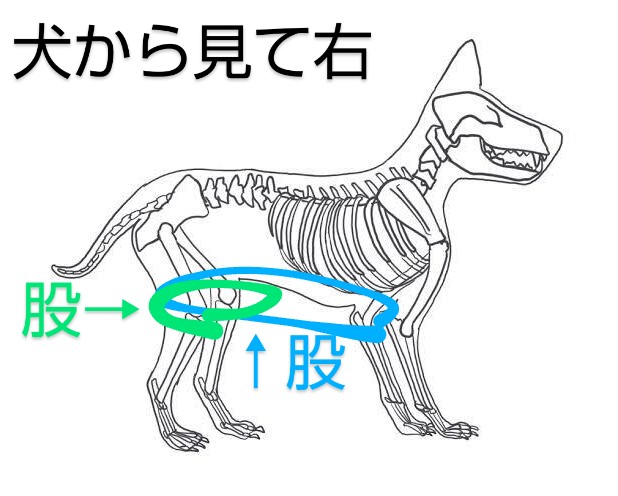 犬は四股なのか - itohari_tumugu’s diary