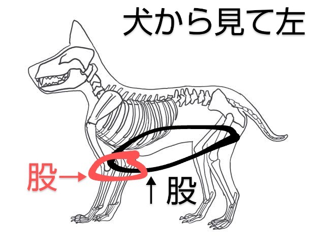 犬は四股なのか - itohari_tumugu’s diary