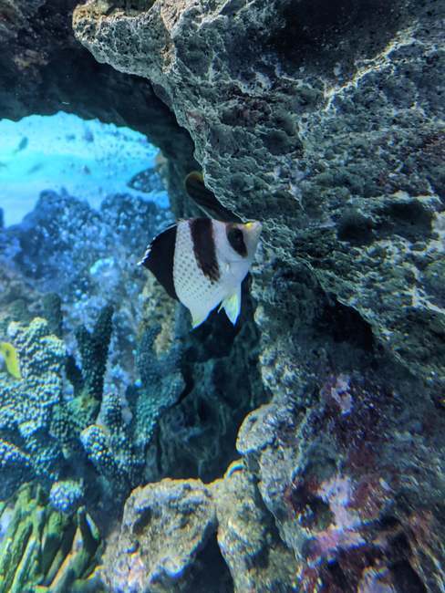 水族館魚図鑑-バージェスバタフライフィッシュ(Chaetodon burgessi) 黒と銀の渋いチョウチョウウオ！ - 動物園&水族館に行こう！！
