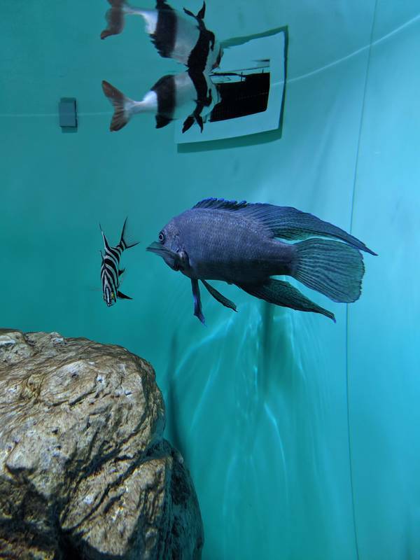 水族館魚図鑑-ブルーデビル(Assessor macneilli) - 動物園&水族館に行こう！！