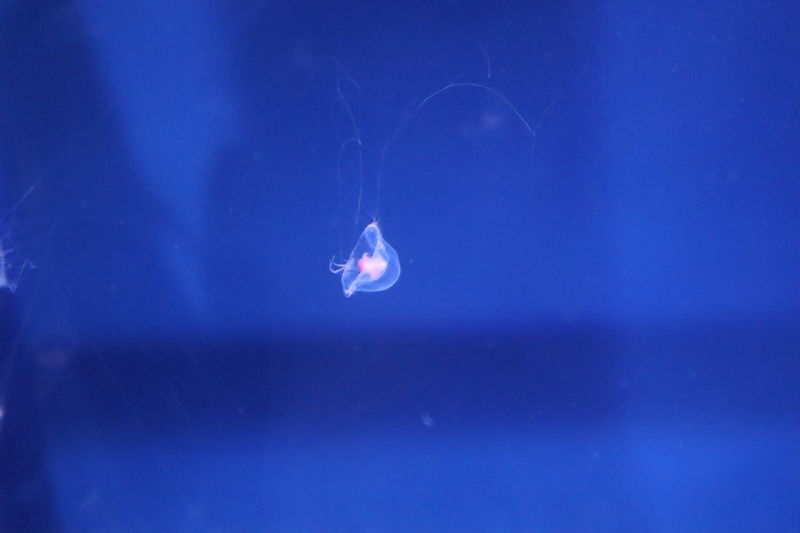 水族館魚図鑑-イオリクラゲ(Neoturris breviconis) - 動物園&水族館に行こう！！