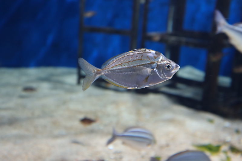 水族館魚図鑑-ヒイラギ(Nuchequula nuchalis) - 動物園&水族館に行こう！！