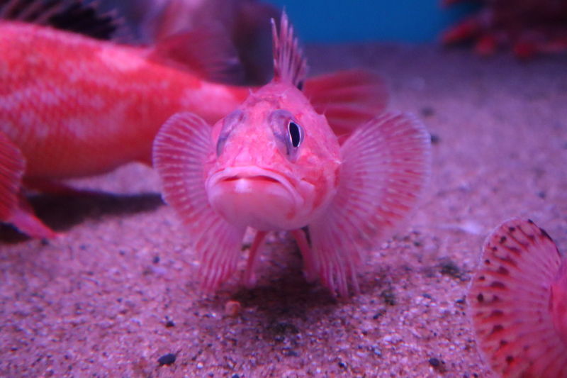 水族館魚図鑑-キチジ(Sebastolobus macrochir) - 動物園&水族館に行こう！！
