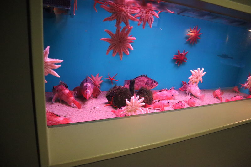 水族館魚図鑑-キチジ(Sebastolobus macrochir) - 動物園&水族館に行こう！！