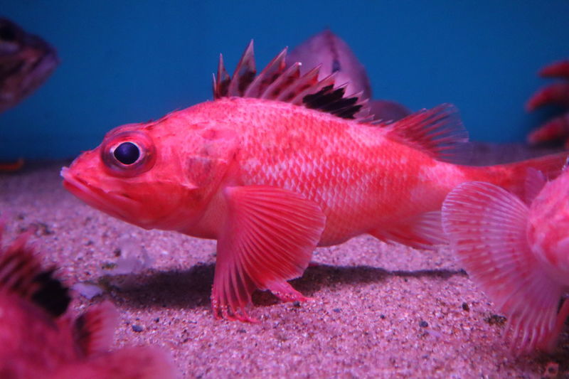 水族館魚図鑑-キチジ(Sebastolobus macrochir) - 動物園&水族館に行こう！！