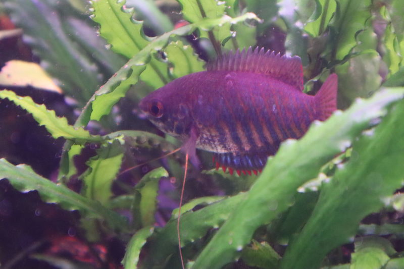 水族館魚図鑑-バンデットグラミー(Trichogaster fasciata) - 動物園&水族館に行こう！！