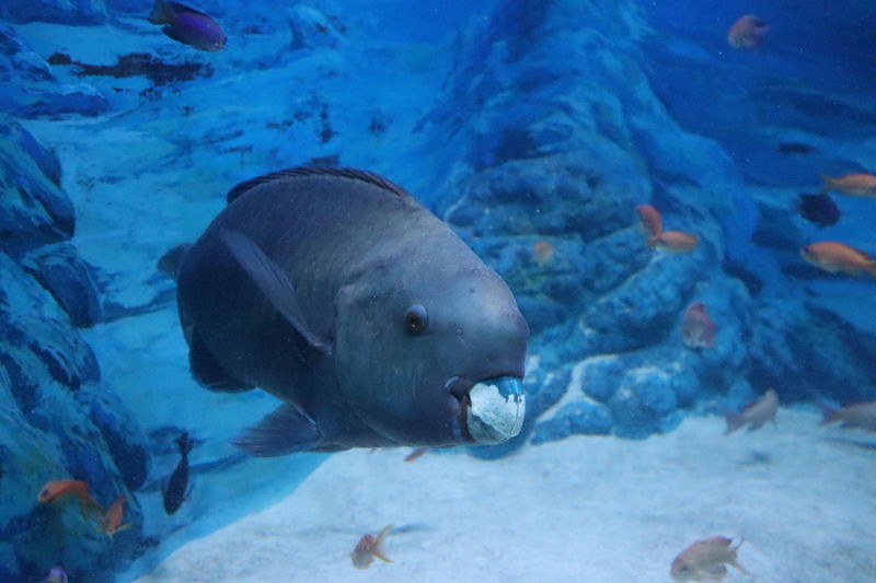 水族館魚図鑑-アオブダイ(Scarus ovifrons) - 動物園&水族館に行こう！！
