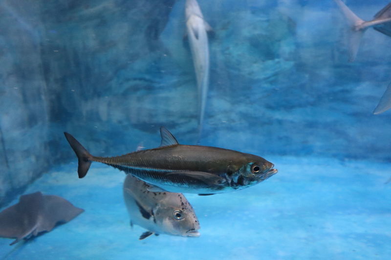 水族館魚図鑑-オニアジ(Megalaspis cordyla) - 動物園&水族館に行こう！！