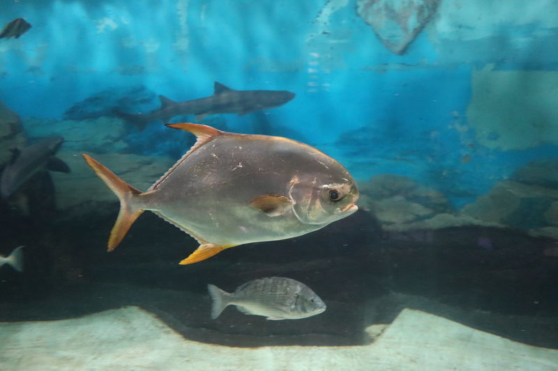 水族館魚図鑑-ヨコヅナマルコバン(Trachinotus anak) - 動物園&水族館に行こう！！