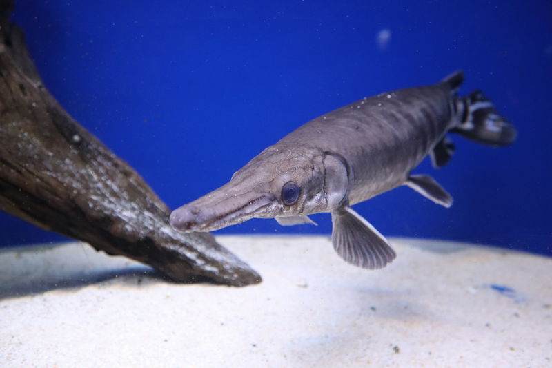 水族館魚図鑑-トロピカルガー(Atractosteus tropicus) - 動物園&水族館に行こう！！