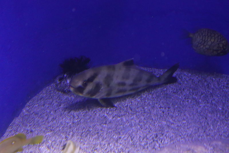 水族館魚図鑑-アイブリ(Seriolina nigrofasciata) - 動物園&水族館に行こう！！