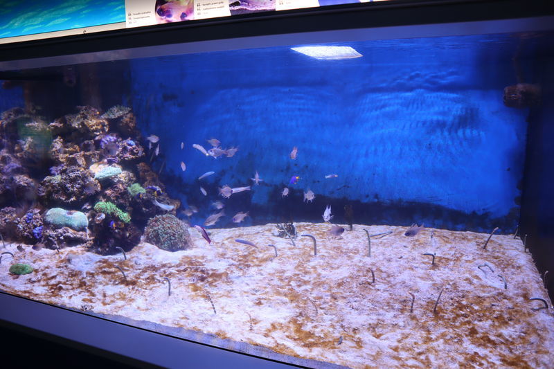 水族館魚図鑑-アナーズダムセル(Chrysiptera arnazae) - 動物園&水族館に行こう！！