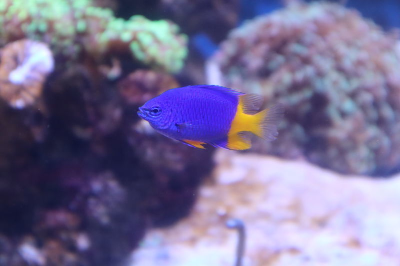 水族館魚図鑑-アナーズダムセル(Chrysiptera arnazae) - 動物園&水族館に行こう！！