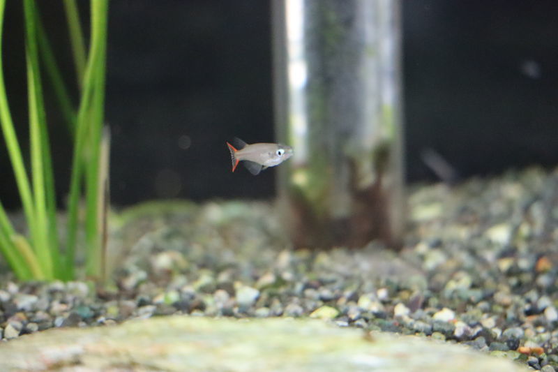 水族館魚図鑑-メコンメダカ(Oryzias mekongensis) - 動物園&水族館に行こう！！