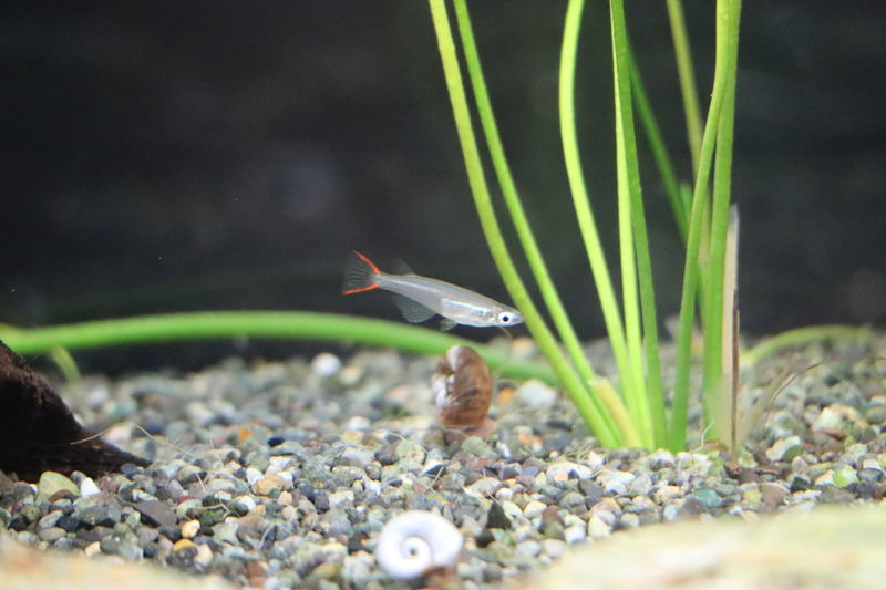 水族館魚図鑑-メコンメダカ(Oryzias mekongensis) - 動物園&水族館に行こう！！