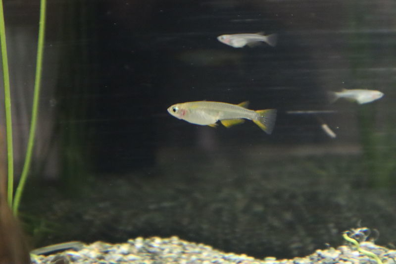 水族館魚図鑑-ルソンメダカ(Oryzias luzonensis) - 動物園&水族館に行こう！！