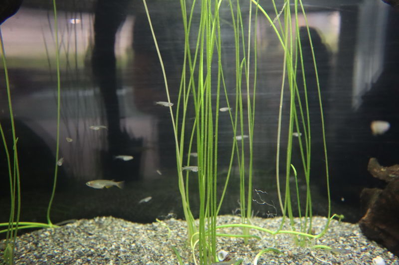 水族館魚図鑑-ルソンメダカ(Oryzias luzonensis) - 動物園&水族館に行こう！！