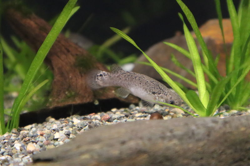 水族館魚図鑑-リブルス・マルモラトス(Kryptolebias marmoratus) - 動物園&水族館に行こう！！