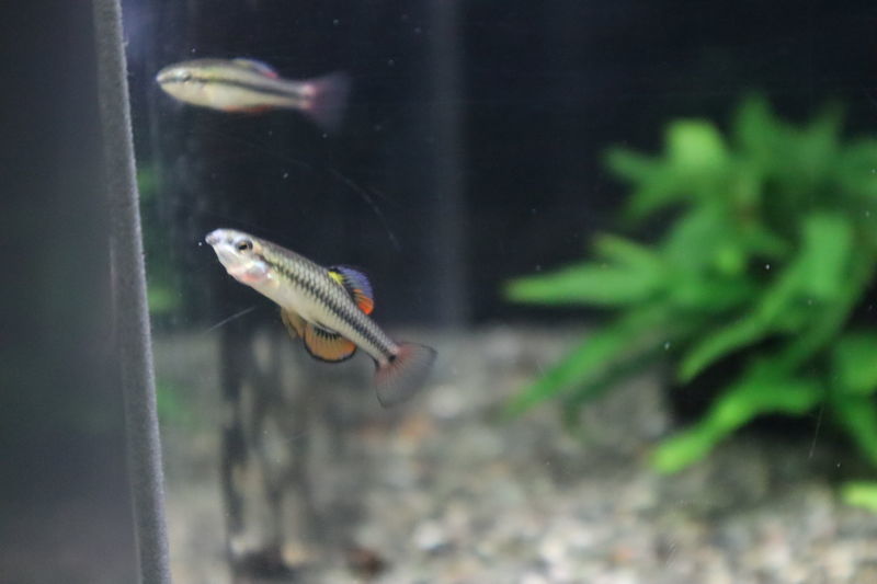 水族館魚図鑑-ルカニア・グディ(Lucania goodei) - 動物園&水族館に行こう！！