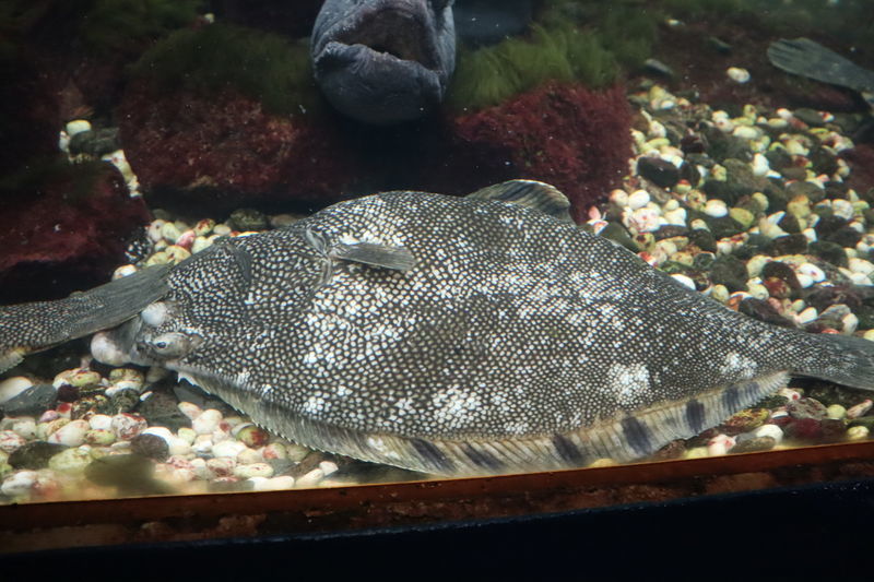 水族館魚図鑑-マツカワ(Verasper moseri) - 動物園&水族館に行こう！！