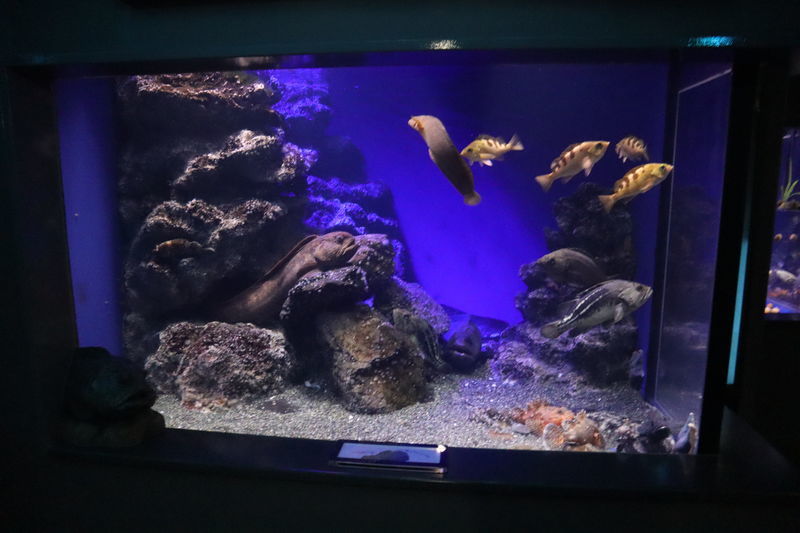 水族館魚図鑑-トゴットメバル(Sebastes joyneri) - 動物園&水族館に行こう！！