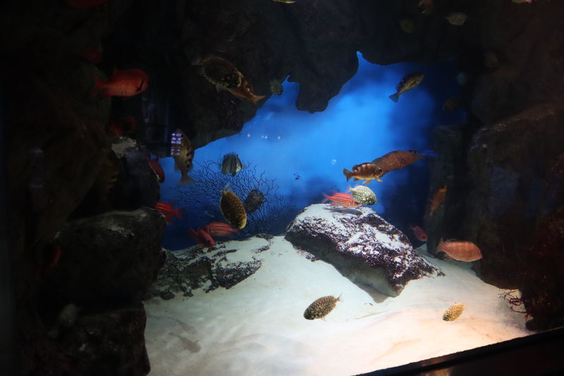 水族館魚図鑑-トゴットメバル(Sebastes joyneri) - 動物園&水族館に行こう！！