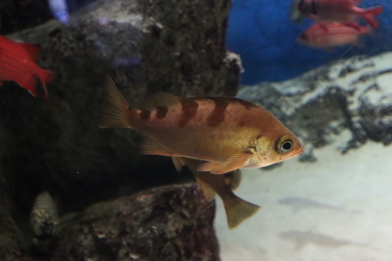 水族館魚図鑑-トゴットメバル(Sebastes joyneri) - 動物園&水族館に行こう！！