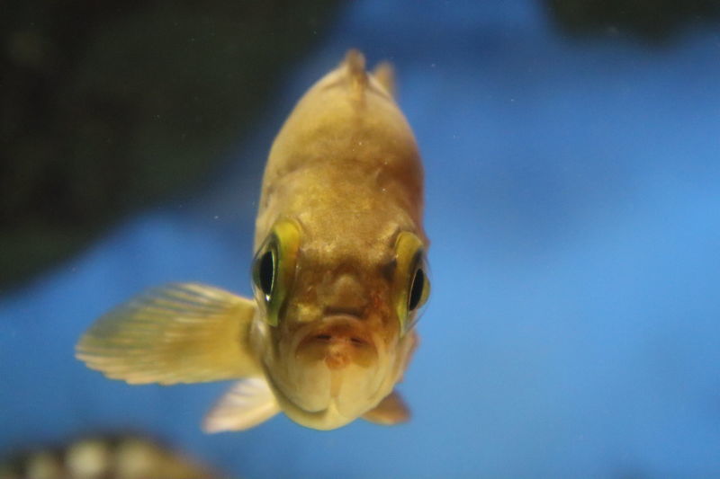 水族館魚図鑑-トゴットメバル(Sebastes joyneri) - 動物園&水族館に行こう！！
